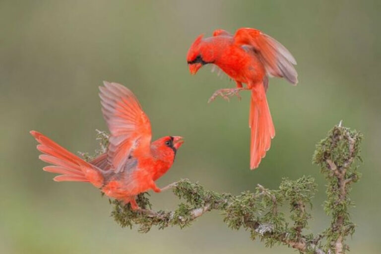 Are Cardinals Aggressive?- What You Need to Know About Northern ...