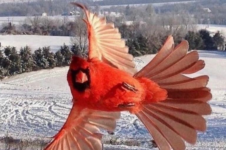 Are Cardinals Aggressive?- What You Need to Know About Northern ...