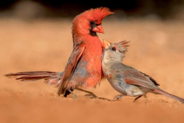 Are Cardinals Aggressive?- What You Need to Know About Northern ...