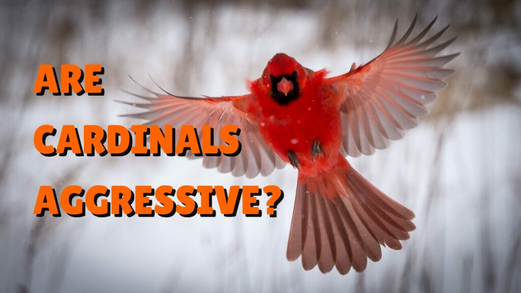 Are Cardinals Aggressive?- What You Need to Know About Northern ...