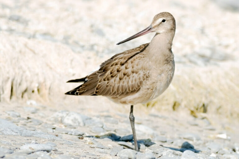 Top 28 Fascinating Birds with Long Beaks(With Pictures): A Collection ...
