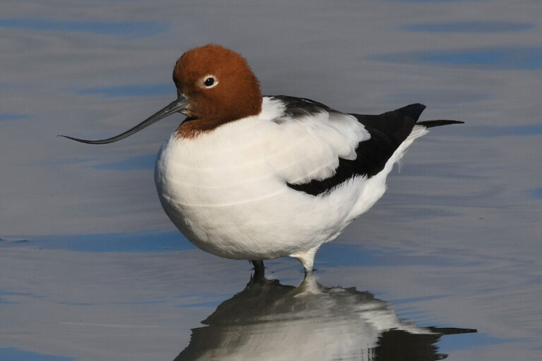 Top 28 Fascinating Birds with Long Beaks(With Pictures): A Collection ...