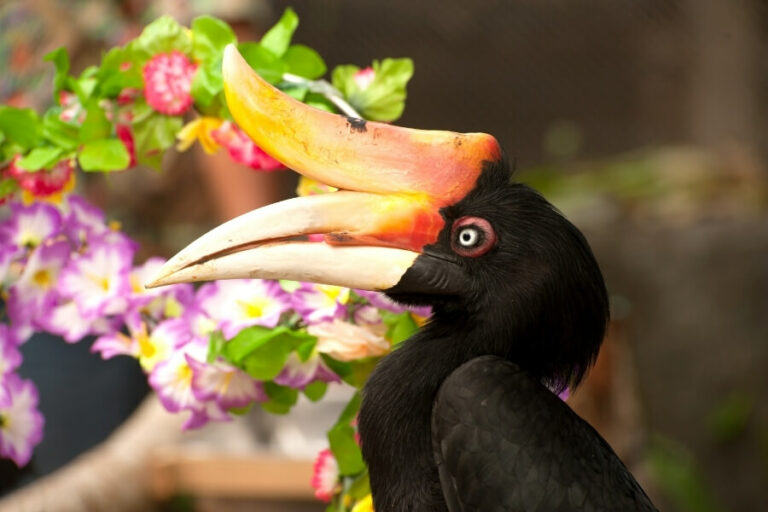 Top 28 Fascinating Birds with Long Beaks(With Pictures): A Collection ...