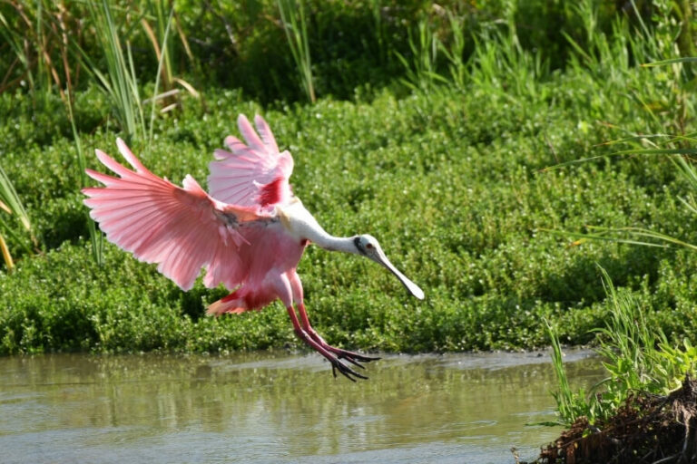 Top 28 Fascinating Birds with Long Beaks(With Pictures): A Collection ...