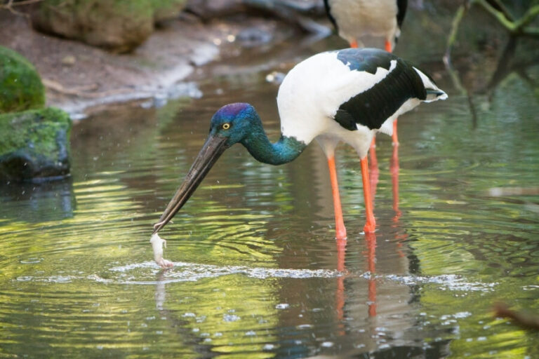 Top 28 Fascinating Birds with Long Beaks(With Pictures): A Collection ...