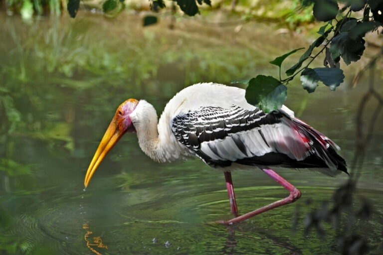 Top 28 Fascinating Birds with Long Beaks(With Pictures): A Collection ...