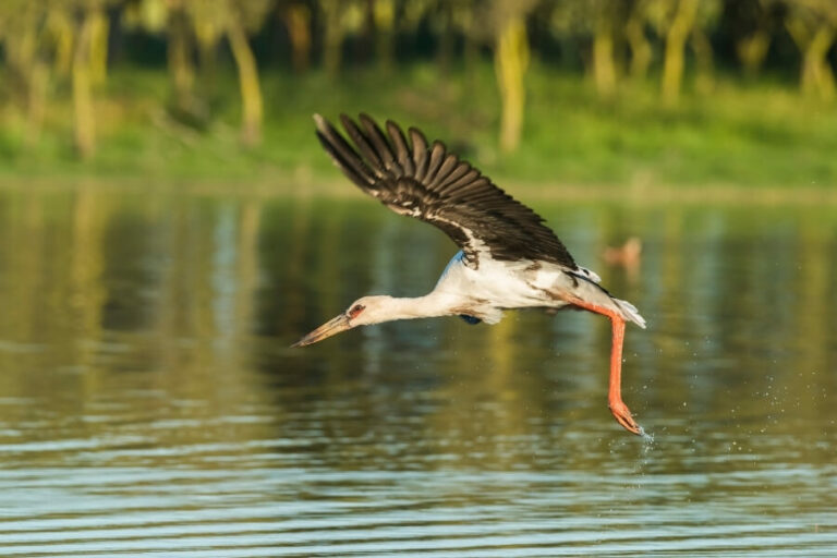 Top 28 Fascinating Birds with Long Beaks(With Pictures): A Collection ...