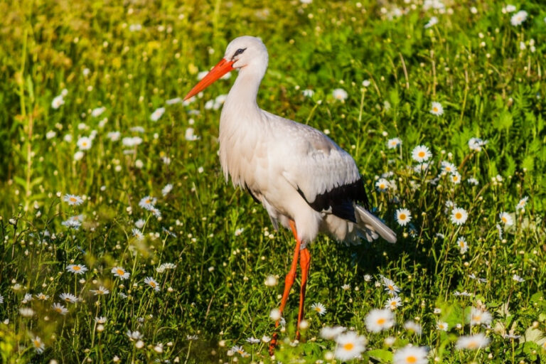 Top 28 Fascinating Birds with Long Beaks(With Pictures): A Collection ...