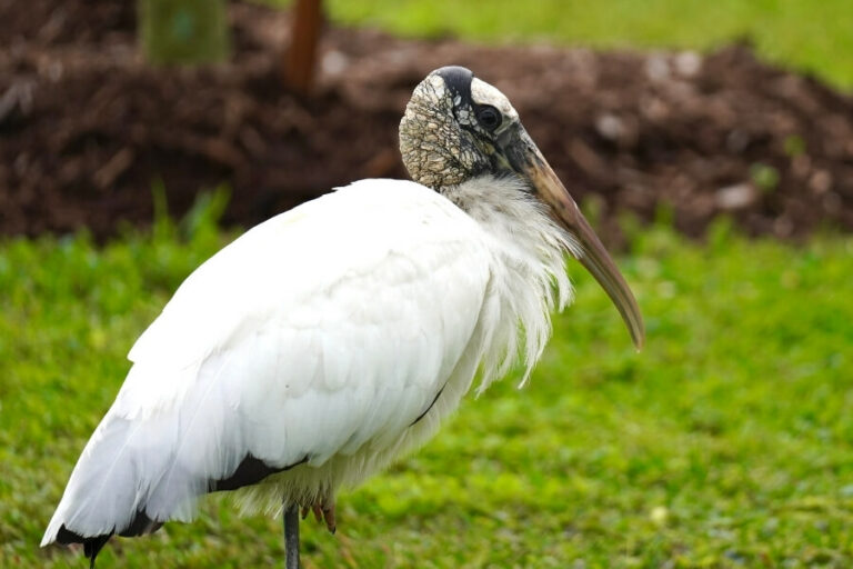 Top 28 Fascinating Birds with Long Beaks(With Pictures): A Collection ...