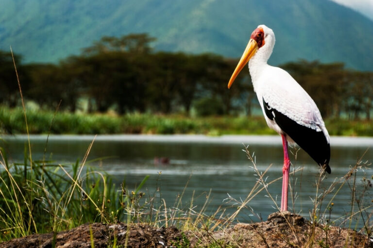 Top 28 Fascinating Birds with Long Beaks(With Pictures): A Collection ...