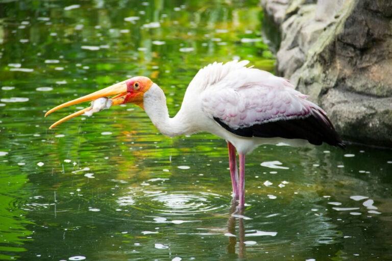 Top 28 Fascinating Birds with Long Beaks(With Pictures): A Collection ...