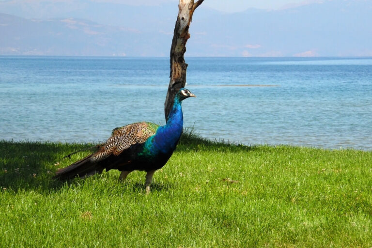 Can Peacocks Fly? The Truth Behind The Myths - Bird Therapy.