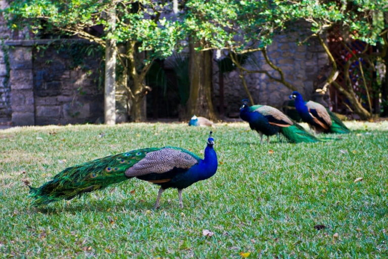 Can Peacocks Fly? The Truth Behind The Myths - Bird Therapy.