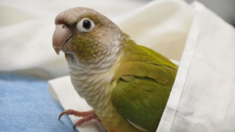 5 Common Green Cheek Conure Mutation: A Detailed Guide - Bird Therapy.