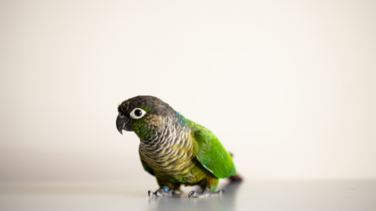 5 Common Green Cheek Conure Mutation: A Detailed Guide - Bird Therapy.
