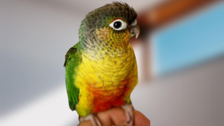 5 Common Green Cheek Conure Mutation: A Detailed Guide - Bird Therapy.